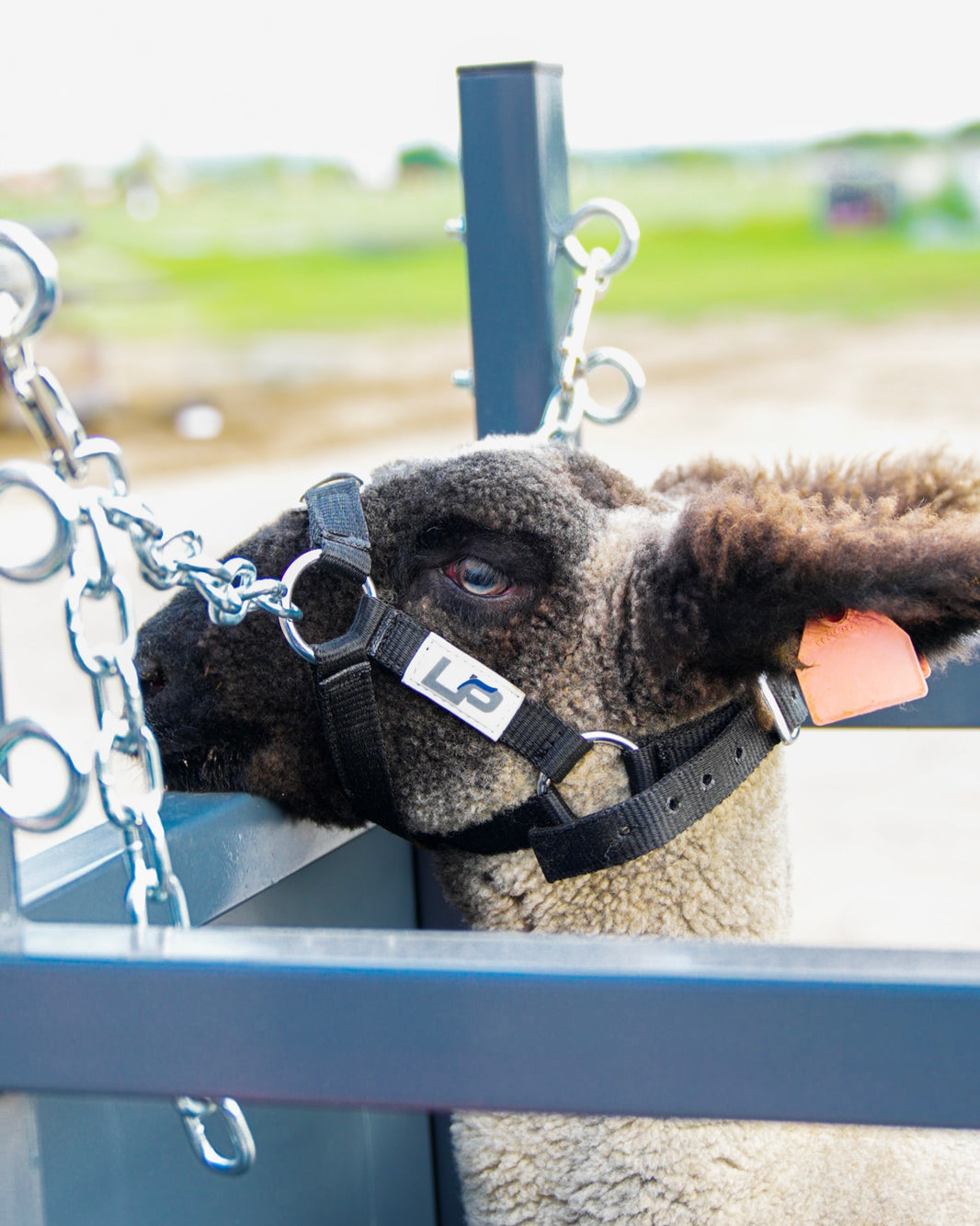 Lamb & Goat Treadmill Products – Livestock Performance Products